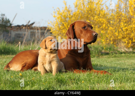 Labrador Retriever, yellow, two bitches lying on stone Stock Photo - Alamy