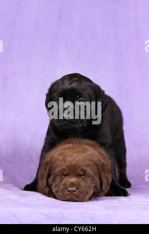 Chocolate and Black Labrador puppies, about 6 weeks old Stock Photo - Alamy