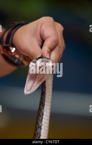 A venemous Habu snake in Okinawa, Japan has its fangs milked for poison ...