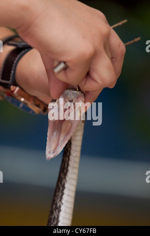 A venemous Habu snake in Okinawa, Japan has its fangs milked for poison ...