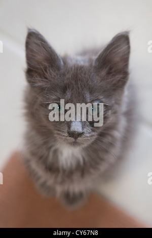 Russian blue kitten Stock Photo - Alamy
