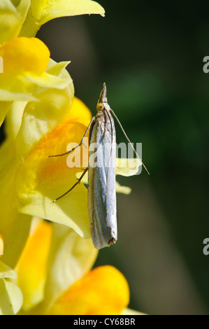 Hook- Streak Veneer moth (Crambus lathoniellus) aka Meadow grass moth ...
