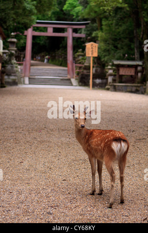 A torii gate stands at the entrance to a shrine ahead of the 2020 ...