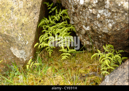 Limestone oak fern (Gymnocarpium robertianum) leaves, Saltoluokta area ...