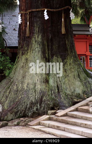 Shimenawa ropes at a Japanese temple Stock Photo - Alamy