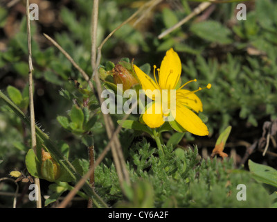 Hypericum humifusum x linariifolium Stock Photo - Alamy