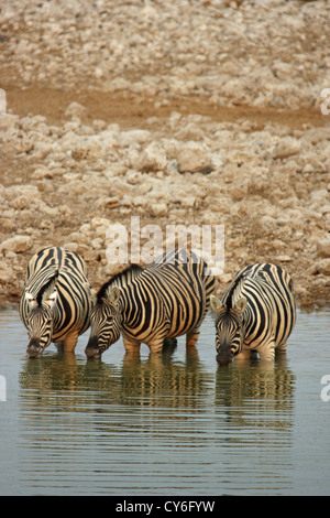 Quagga, Equus quagga quagga, extinct. Subspecies of the plains zebra ...