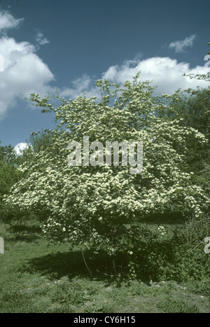 Blossom of Common Hawthorn - Crataegus monogyna -spectacular elegant ...