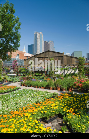 FLOWERS TRAYS FARMERS MARKET DOWNTOWN DALLAS TEXAS USA Stock Photo - Alamy