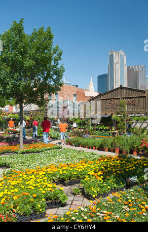 FLOWERS TRAYS FARMERS MARKET DOWNTOWN DALLAS TEXAS USA Stock Photo - Alamy