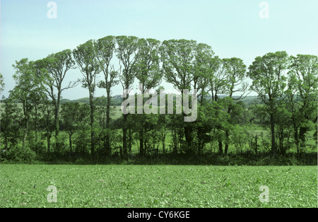 Cornish Elm Ulmus minor ssp. angustifolia (Ulmaceae Stock Photo ...