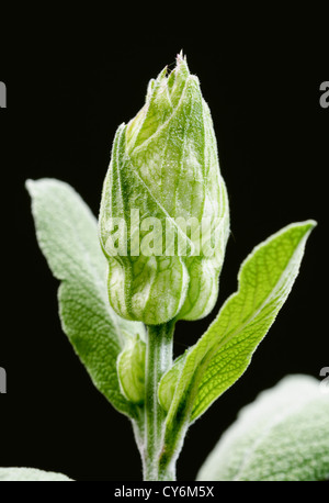 Macro close up of sage plant blossom flower with blurred green leaves ...