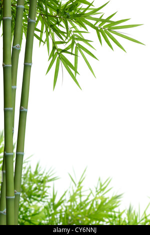 bamboo leaves on white background Stock Photo - Alamy