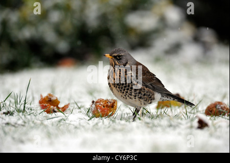 Fieldfares (Turdus pilaris) in a British winter garden, Britain, UK ...