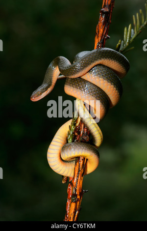 Non venomous Green House snake or Cape House Snake, ( Boaedon capensis ...
