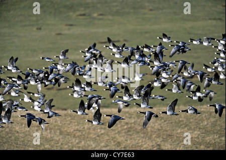 Barnacle goose (Branta leucopsis), Isle of Skye Scotland, United ...