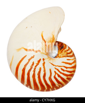 Tan Radial Seashell Isolated on White Background Stock Photo - Alamy