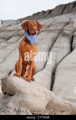 obedient dog sitting in badlands Stock Photo - Alamy