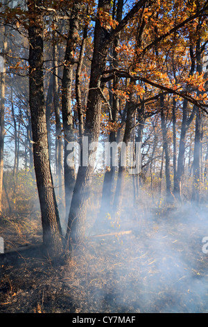 oak wood fire in a forest Stock Photo - Alamy