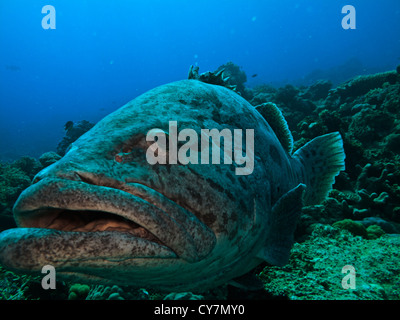 Closeup of a giant potato cod (Epinephelus tukula) head with Scuba ...