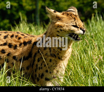 The serval is a wild cat with black spots on a gold body Stock Photo ...
