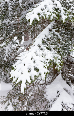 A vertical shot of a tree in snowy glade in forest on a day Stock Photo ...