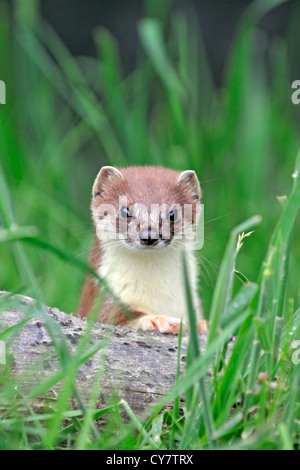 Stoat England Stock Photo - Alamy