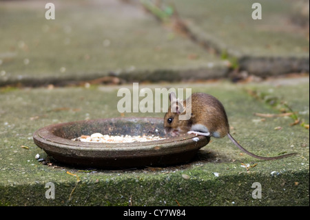 European Wood Mouse (Apodemus sylvaticus), Mammalia, Dumfries, UK, No ...