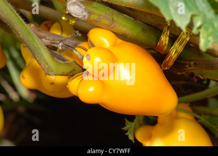 sechium edule in the gardens Stock Photo - Alamy