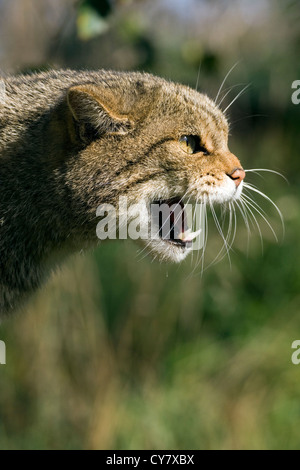 Scottish Wildcat Felis sylvestris snarling the British wildlife centre ...