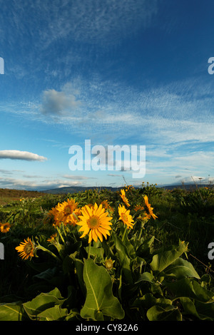 Wildflowers at Tom McCall Preserve, Columbia River Gorge National ...