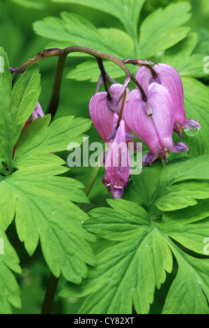 Bleeding heart, Mt Hood National Forest, Columbia River Gorge National ...
