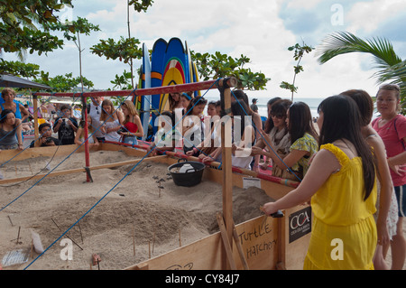 The Bali Sea Turtle Society (BSTS) releases Olive ridley hatchlings on ...