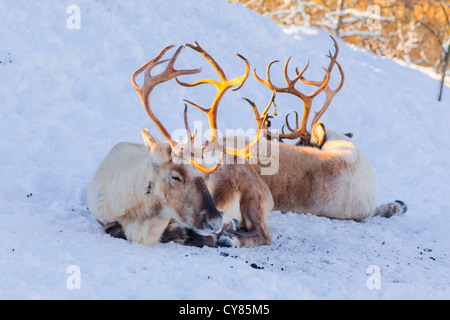 Reindeer (Rangifer tarandus) sleeping at the snow, Canada Stock Photo ...