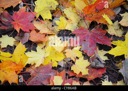 Fall leaves ground forest autumn Stock Photo - Alamy