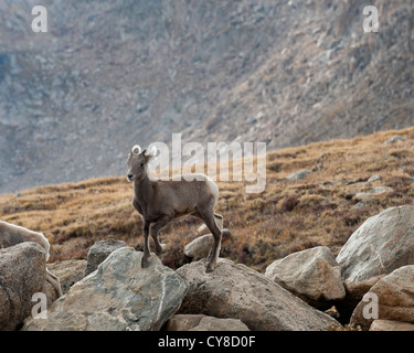 Yearling bighorn sheep (Ovis canadensis) standing on a steep cliff in ...