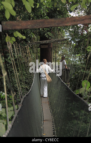 Treetop Canopy Walk at Poring hot spring Ranau sabah, Malaysia Stock ...
