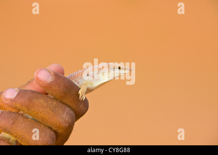 Desert fish, a kind of lizard in Sahara Desert, Erg Chebbi, Morocco ...