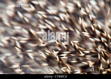 Close up of hedgehog spines Stock Photo - Alamy