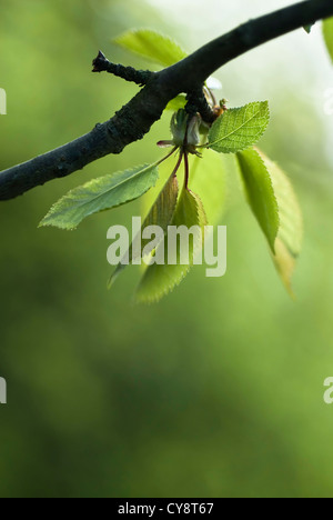 apple tree (Malus domestica), apple of cultivar Golden Delicious with ...