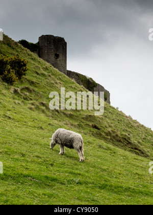 A sheep, near Corfe Castle, Dorset Stock Photo - Alamy