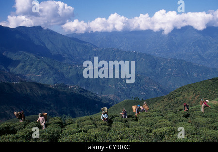 Tea plant (Camellia sinensis) harvest, plantation with shade trees ...