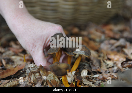 Foraged mushrooms and other wild forest produce Stock Photo - Alamy