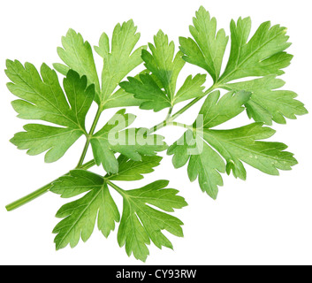 Parsley isolated on a white background. Clipping Path. Full depth of ...