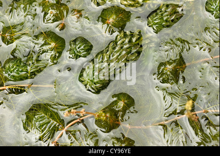 Curly Waterweed - Lagarosiphon major Stock Photo - Alamy