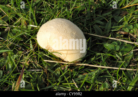 Meadow Puffball (Lycoperdon pratense Stock Photo - Alamy