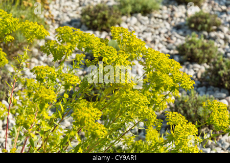 Euphorbia, flowering plant, spurge, Euphorbiaceae. Euphorbia serrata ...