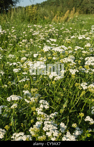 Yarrow or Common yarrow (Achillea millefolium), Asteraceae Stock Photo ...