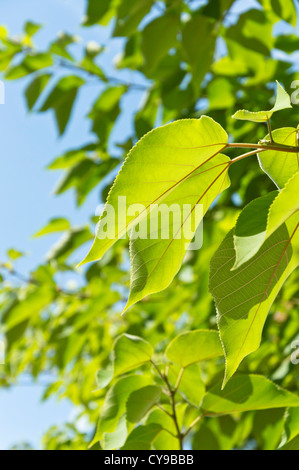 Paper Mulberry, Broussonetia papyrifera, Tree bark texture, Tree trunk ...