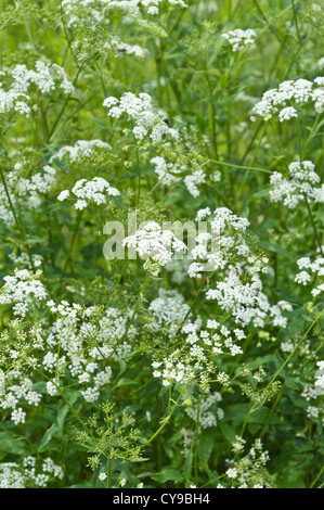 Skirret (Sium sisarum Stock Photo - Alamy